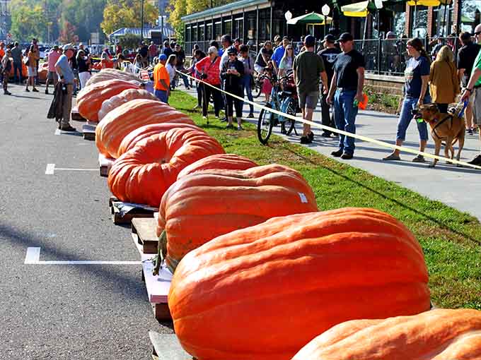 A lineup of champion pumpkins that would make any grocery store specimen feel deeply inadequate about itself.