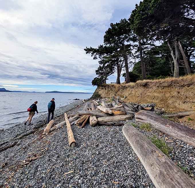 Driftwood sculptures line beaches where the only footprints you'll find are your own and maybe a curious deer's.