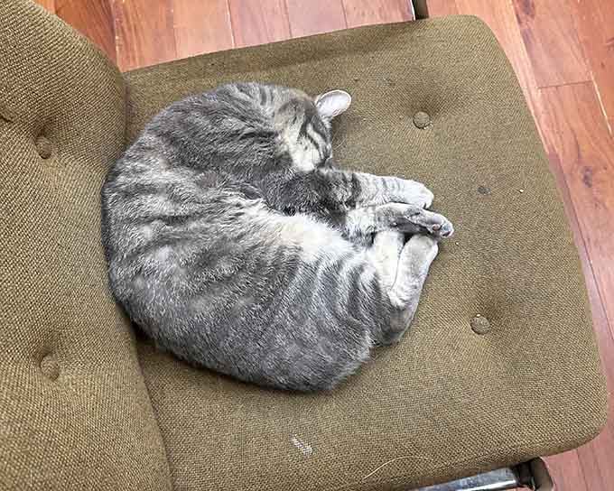 The official greeter, taking a well-deserved break from supervising the literary kingdom within.