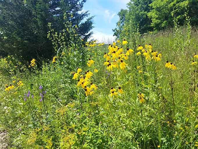 Black-eyed Susans standing tall in summer sunshine, bringing that cheerful yellow we all need more of these days.
