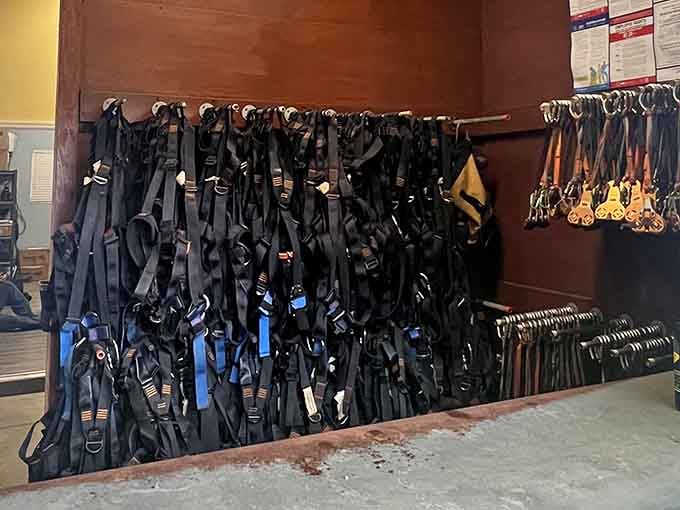 Rows of harnesses hang ready like superhero capes waiting to transform ordinary folks into tree-dwelling adventurers for the day.