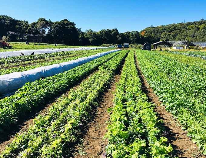 Fresh rows of lettuce stretching toward the horizon, proving Waltham still remembers its farming roots beautifully.