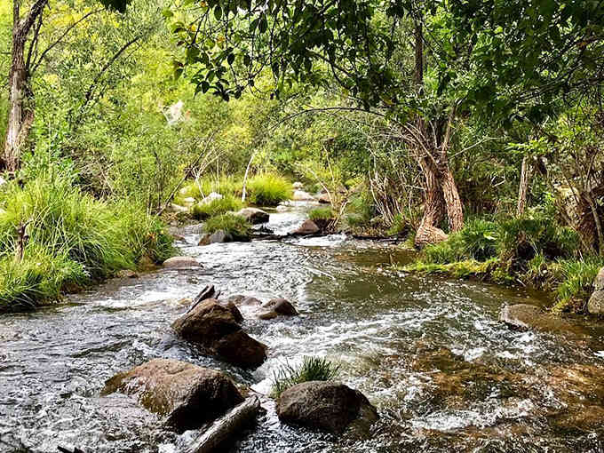 Ellison Creek flows year-round through this green corridor, defying every desert stereotype you've ever heard about Arizona.