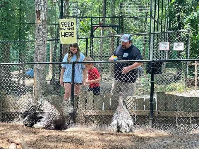 Porcupines up close behind safe fencing, because some friendships are better with a little protective barrier between you.