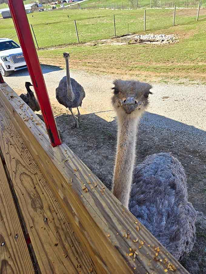 Ostriches peer at visitors with that unmistakable expression of birds who know they're descended from dinosaurs and won't let you forget it.