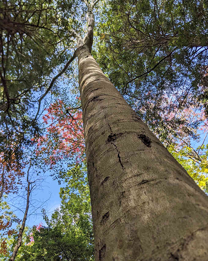 Looking up at these towering trees makes you feel wonderfully small in the best possible way.