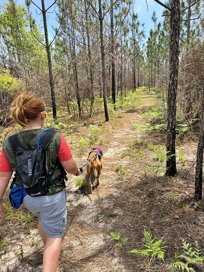 Best hiking buddy award goes to the four-legged explorer leading this woodland adventure with enthusiasm.