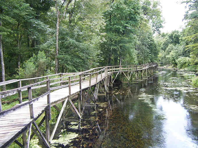 This rustic boardwalk stretches across dark water, inviting you to walk among cypress trees in their natural habitat.