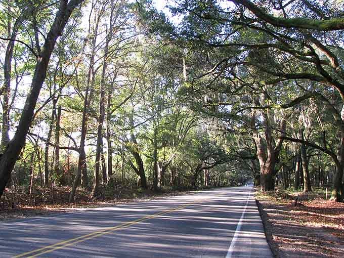 Dappled sunlight creates a natural spotlight effect through the forest canopy, illuminating this peaceful stretch of asphalt paradise.