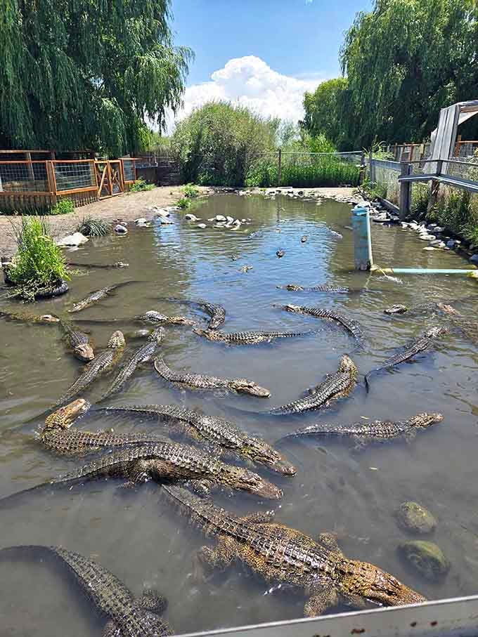 Yes, those are real alligators basking in Colorado sunshine&mdash;proof that geothermal warmth makes anything possible in the mountains.