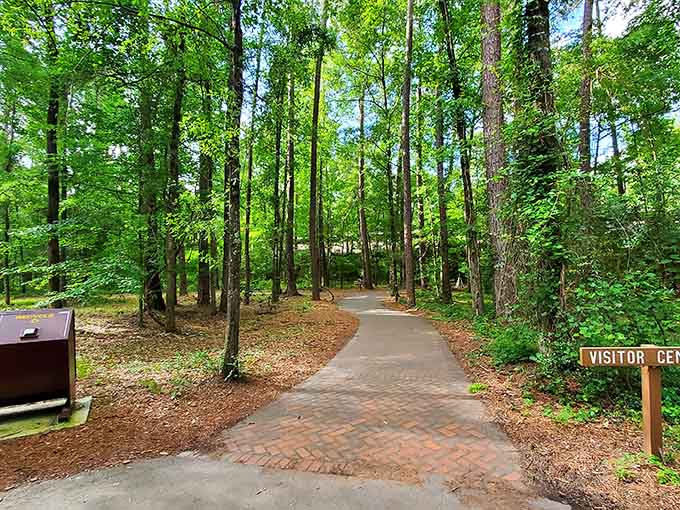 Forest paths wind through towering trees where nature's cathedral welcomes visitors seeking peaceful moments and fresh air.