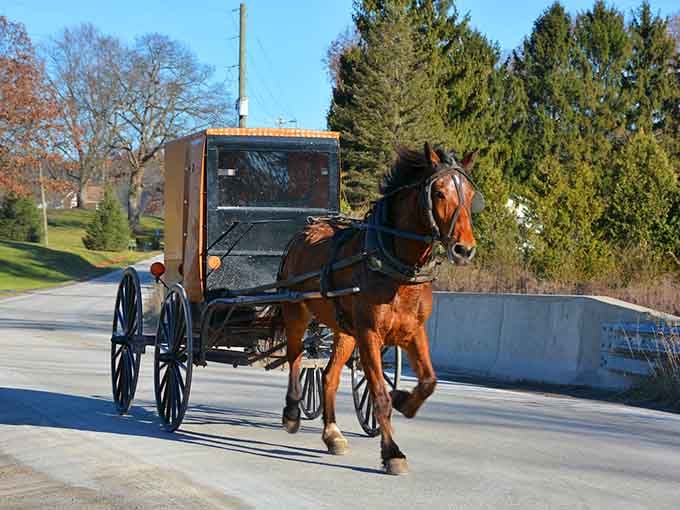 That horse knows the route by heart, pulling its buggy past evergreens with the confidence of a seasoned commuter.