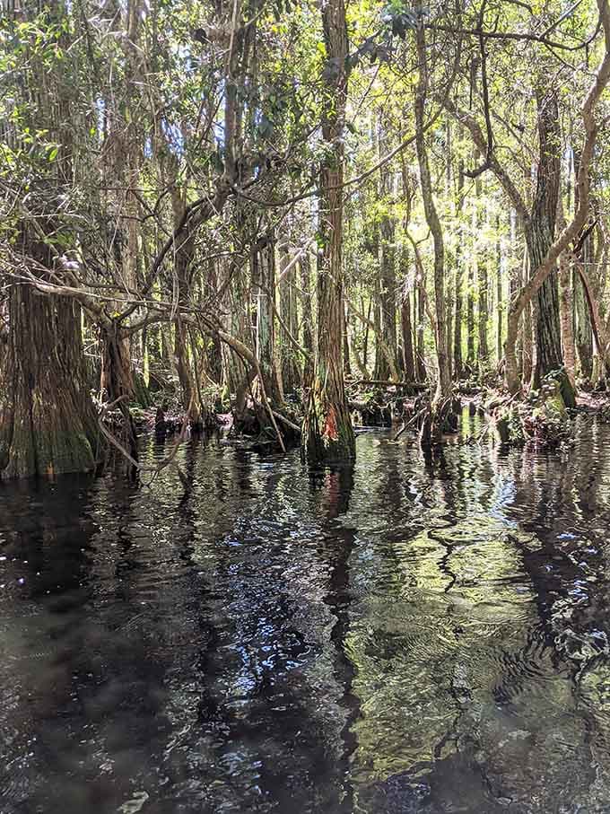 Sunlight filters through ancient cypress trees standing in dark water like nature's own cathedral of wonder.
