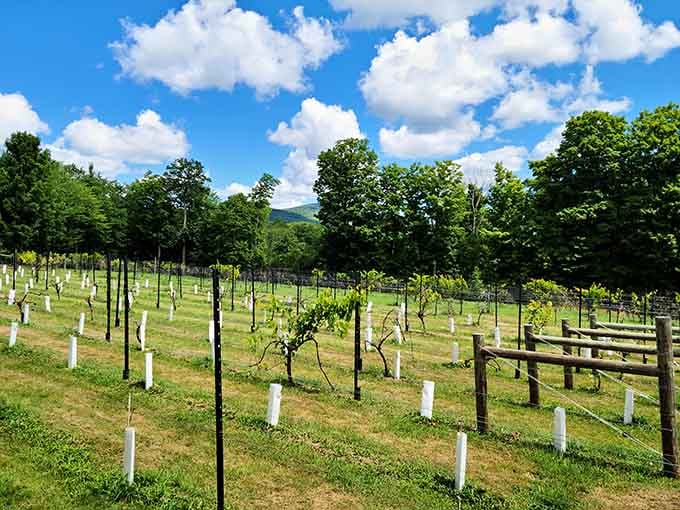 These baby grape vines stand at attention in neat rows, their white protective sleeves promising future vintages beneath the watchful mountain peaks.