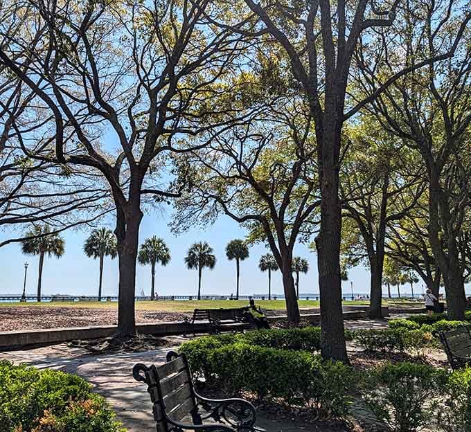Palm trees and live oaks create natural shade over park benches that face harbor views worth canceling plans for.