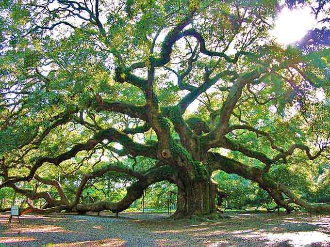 This ancient oak spreads its massive limbs like a grandmother's welcoming arms, offering shade that's centuries in the making.