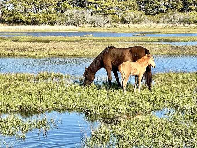 A mare and her foal share a tender moment in the wetlands, proving the best shows don't require tickets.
