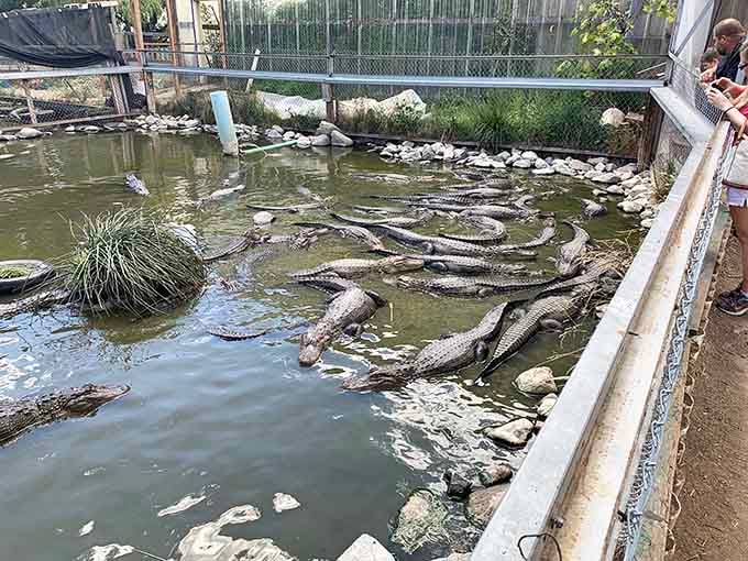 From the viewing platform, watch dozens of prehistoric predators glide through water, their powerful forms mesmerizing and slightly terrifying.