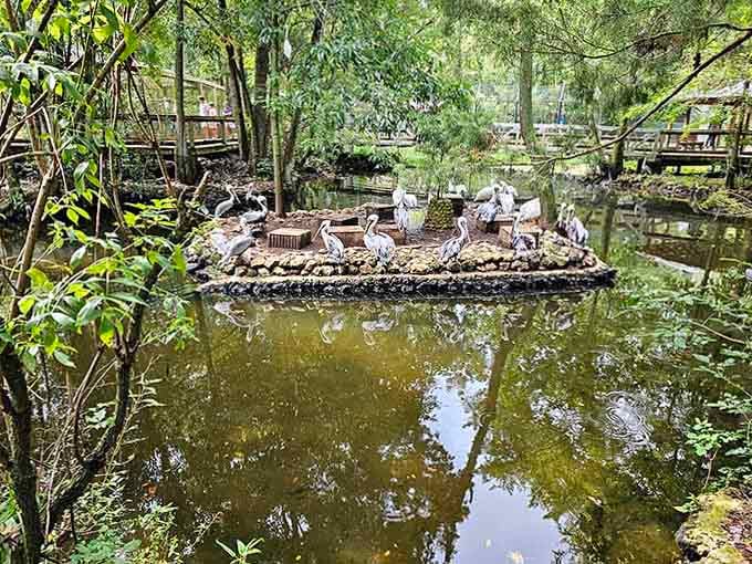 Pelicans gather on their floating platform like retirees at their favorite coffee shop, swapping stories all day long.