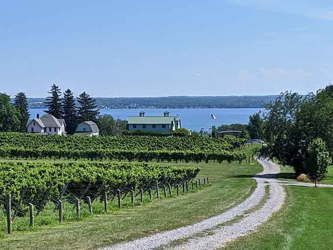 That winding dirt road through the vines leads straight to the sparkling lake like a treasure map.