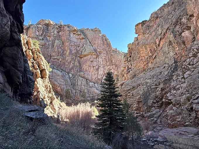A lone evergreen stands sentinel in this narrow canyon, framed by towering walls that glow warm in afternoon light.