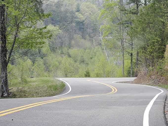 That S-curve ahead whispers promises of adventure while trees stand guard like patient sentinels along the way.