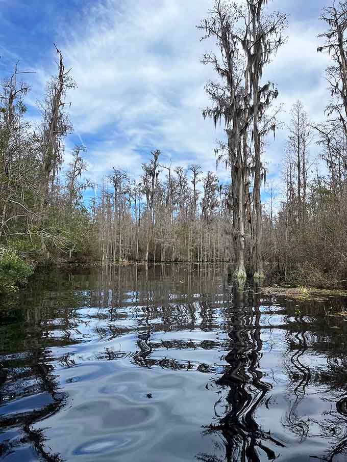 Spanish moss drapes from towering trees above mirror-still swamp waters that look straight from a movie set.