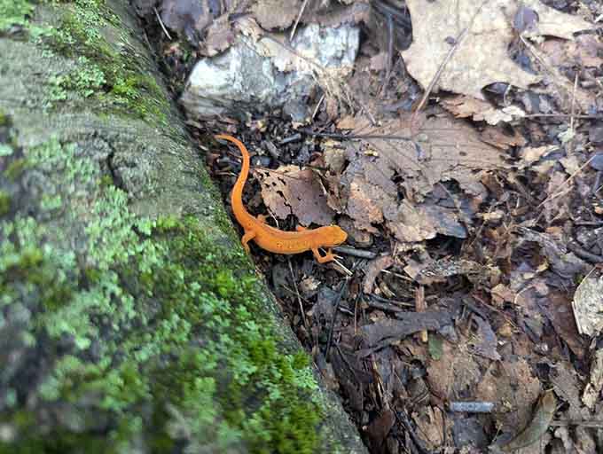 A vibrant orange salamander crosses the leaf-strewn forest floor, reminding us we're guests in someone else's home.