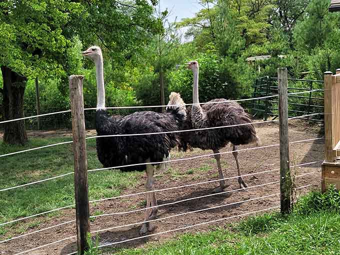 Ostriches strutting around like they're late for an important appointment nobody else knows about.