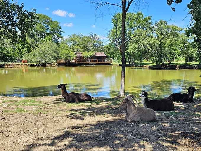 Even the waterfowl here look more relaxed than most people on their actual vacations.