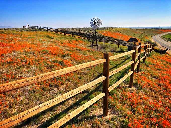 A rustic windmill stands guard over the poppy fields, adding vintage charm to this already picturesque scene.