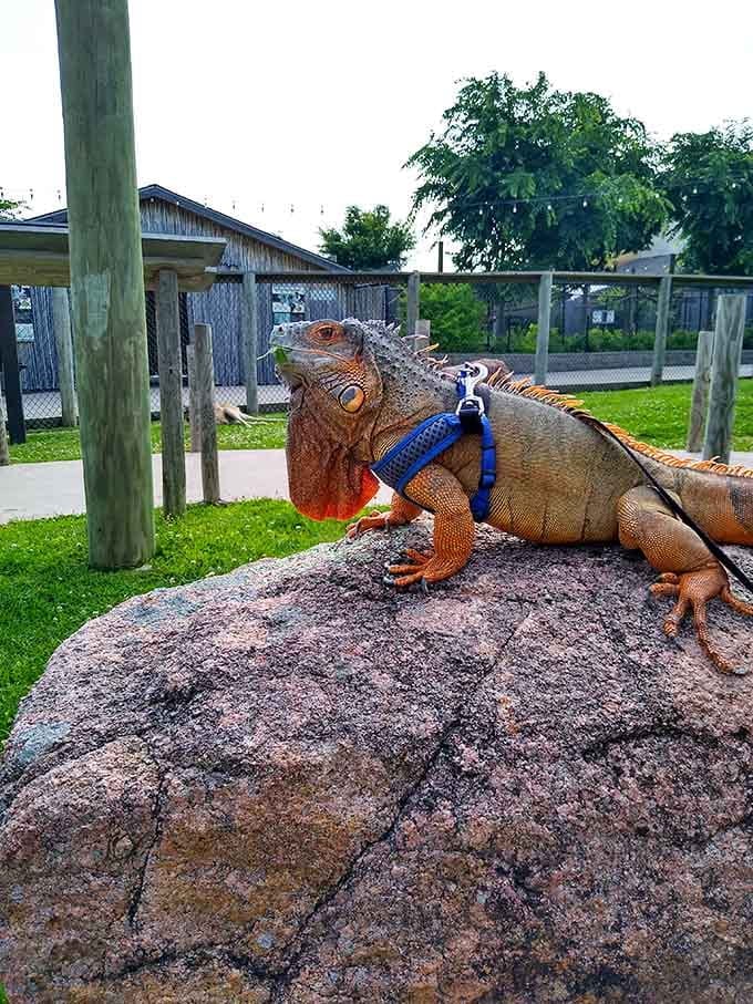 This iguana's giving off serious prehistoric vibes, like a tiny dinosaur who decided Kentucky weather wasn't half bad after all.