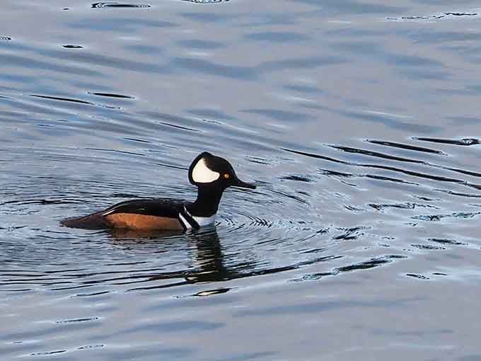 A hooded merganser glides by, showing off its fancy crest like it's attending a formal dinner party.