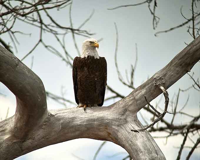Behold the bald eagle in all its majestic glory, perched like it owns the place because it does.