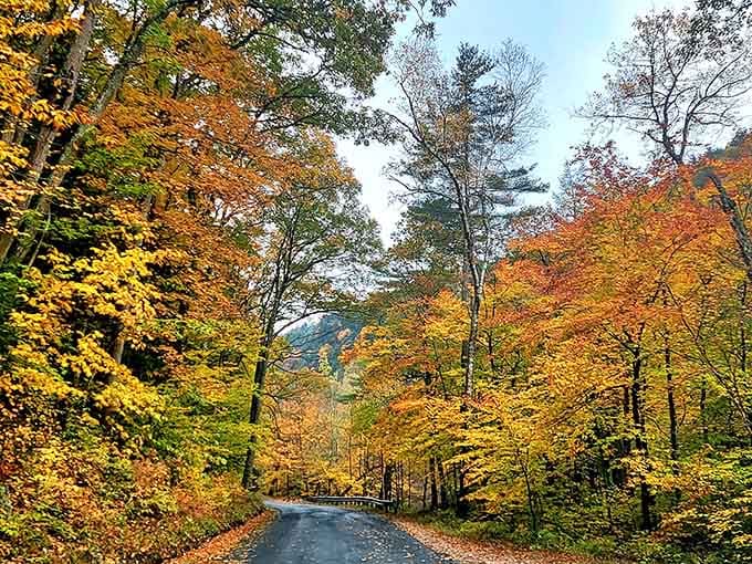 Autumn transforms the drive into a kaleidoscope of color that makes every turn Instagram-worthy.