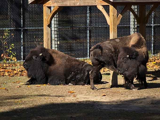 American bison: proof that our continent's wildlife doesn't need to be exotic to be absolutely magnificent.