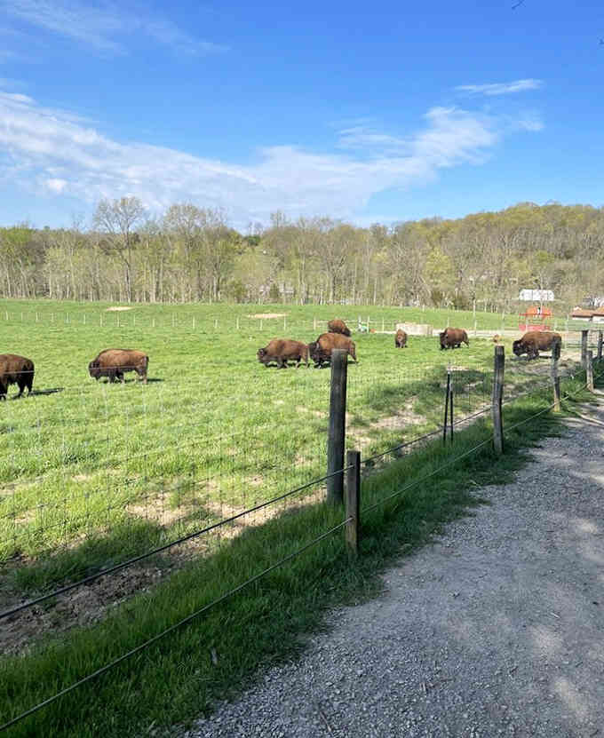 Real bison grazing on spring grass connect you to the megafauna that once called this place home.