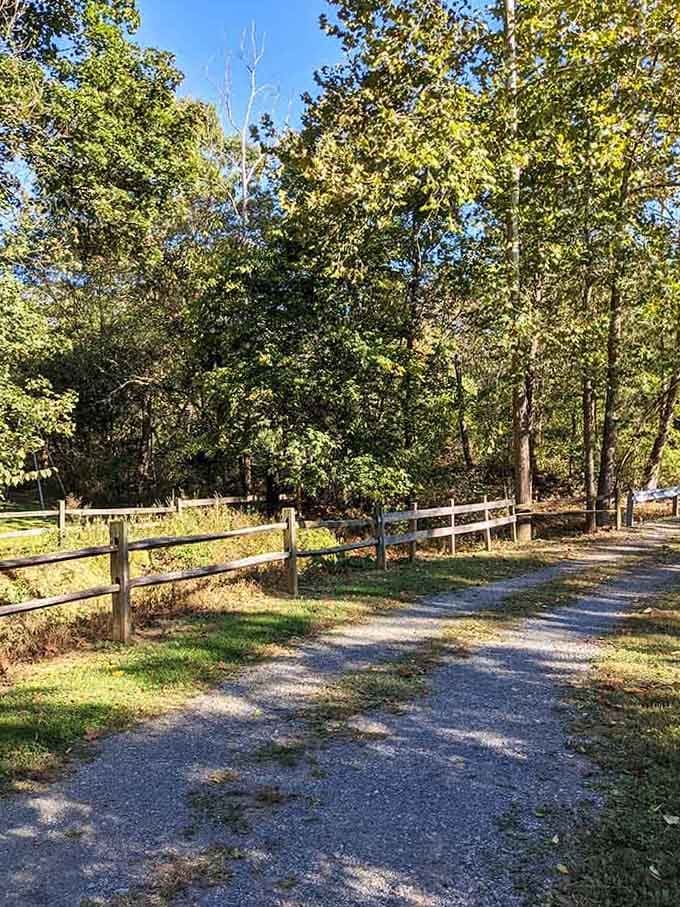 Split-rail fencing guides you gently, like a polite usher at a very relaxed outdoor theater performance.