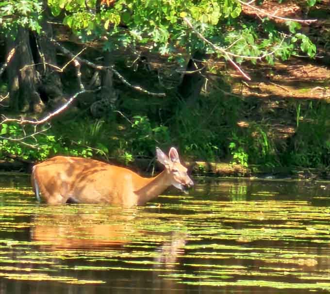 Wildlife sightings are common when you're patient, quiet, and remember that this is their home, not yours.