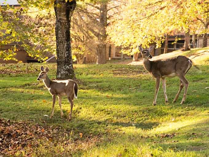 The local welcoming committee, graceful and unafraid, reminding you that you're visiting their home too.