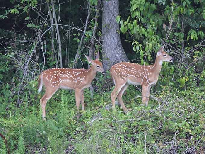 These spotted twins pose like they're auditioning for a Bambi reboot, completely stealing the show here.