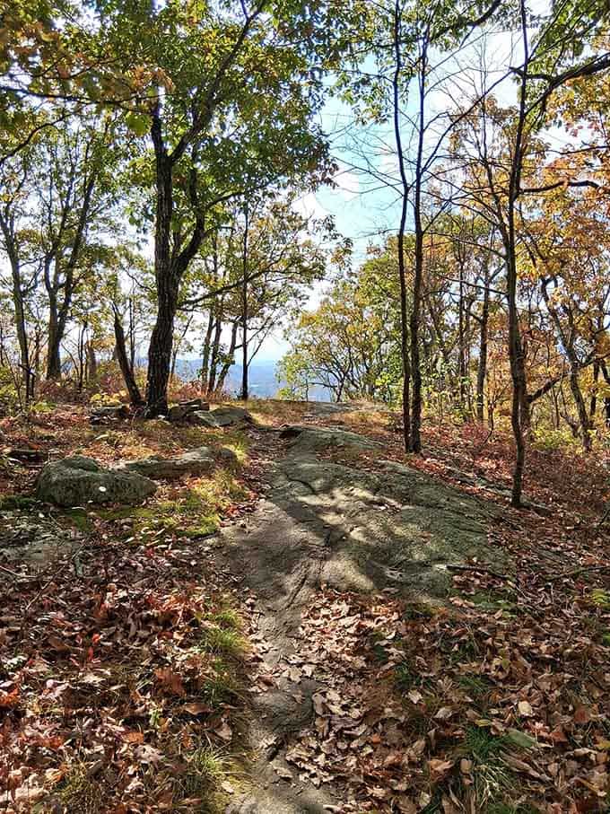 Autumn leaves carpet the trail, crunching underfoot like nature's own satisfying bubble wrap for hikers.