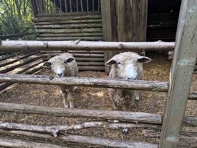 These sheep provide wool for medieval textile demonstrations and judgmental stares for modern visitors wearing polyester.