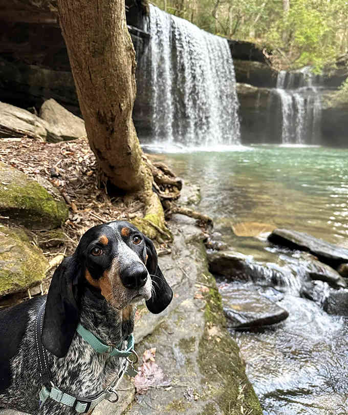 Even the four-legged hikers can't resist posing for their waterfall glamour shots here.
