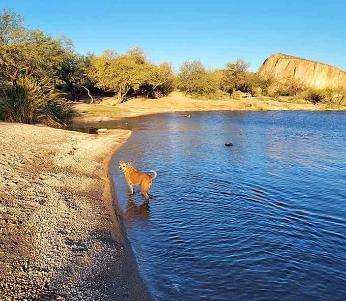 Even the family dog knows this golden-hour beach scene beats any backyard pool by a country mile.