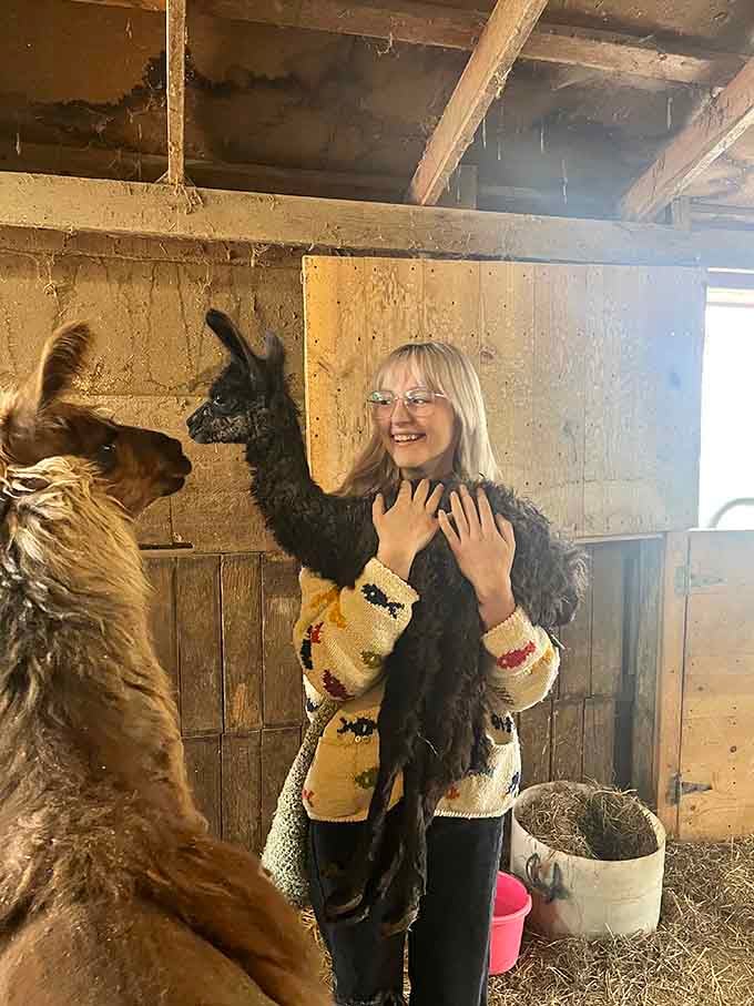 Nothing says pure joy quite like cradling a baby llama who's basically a living, breathing teddy bear.