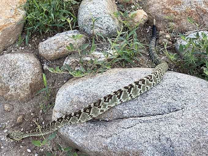 Desert residents come in all shapes and sizes, and this beautifully patterned neighbor deserves your respectful distance and admiration.