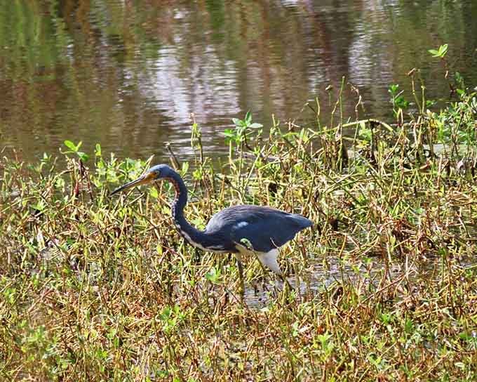 A graceful heron wades through shallow water, demonstrating the patience we all wish we had while waiting in grocery store lines.