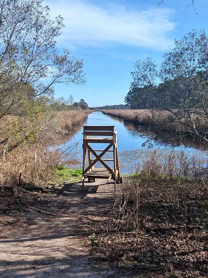 A wooden observation deck offers front-row seats to the wetland show, where patience rewards you with wildlife sightings.