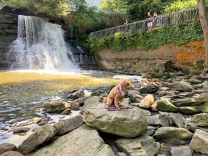 Even four-legged visitors appreciate the soothing soundtrack of cascading water echoing through the gorge below.